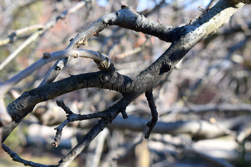 Fungal Diseases on a Tree Branch Stock Image - Image of colorful ...