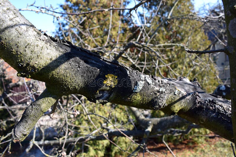 Fungal Diseases on a Tree Branch Stock Photo - Image of bark, ecosystem ...