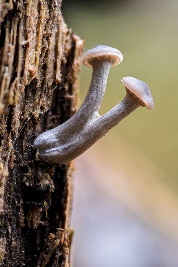 Fungal Fruiting Bodies Emerging from a Dead Tree Stock Photo - Image of ...