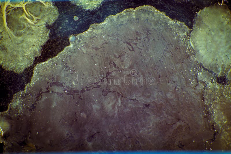 Fungal Growth on Biological Material Microscopic Image Stock Photo ...