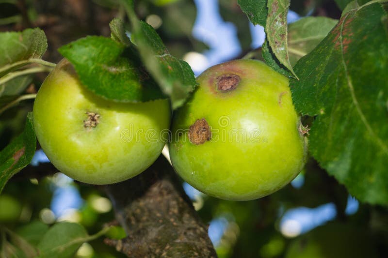 Fungal infection of apples stock image. Image of gardening - 123523247
