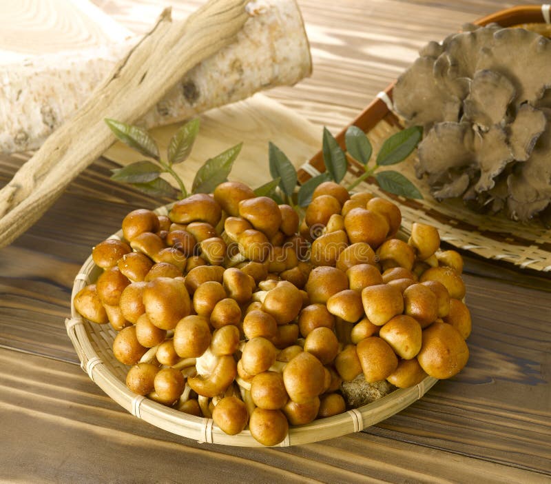 Funghi fotografia stock. Immagine di giapponese, marrone - 6150916