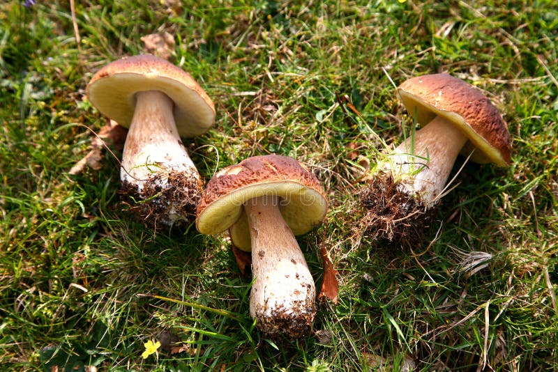 Funghi porcini fotografia stock. Immagine di commestibile - 6518048