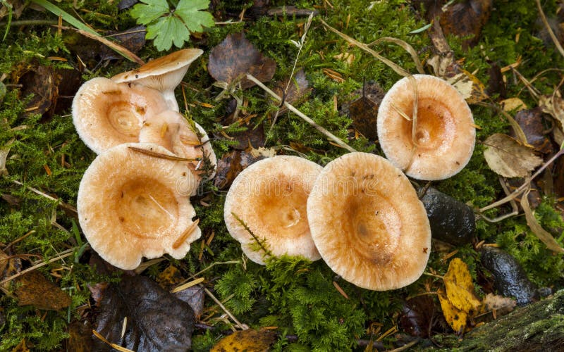 Funghi Comuni Dell'imbuto Di Gibba Del Clitocybe Fotografia Stock ...