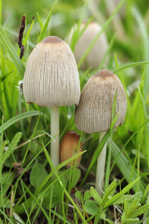 Funghi Comuni Di Inkcap Che Crescono Sul Prato Inglese Fotografia Stock ...