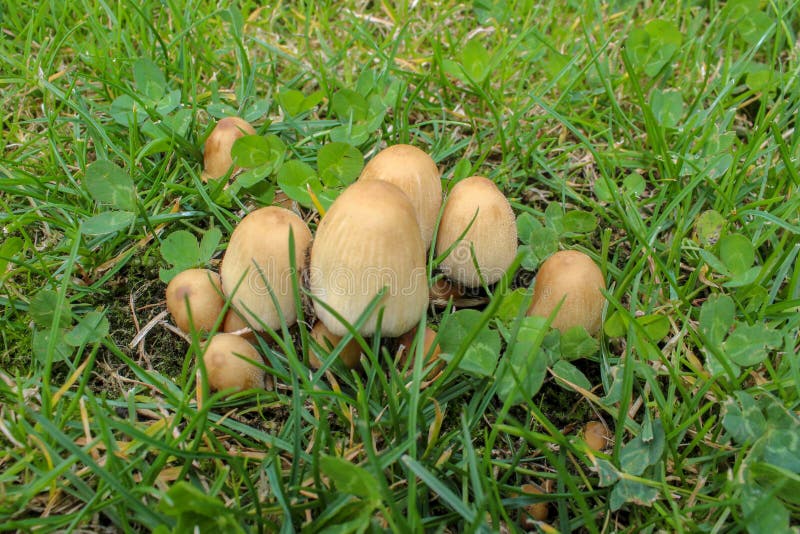 Funghi Comuni Di Inkcap Che Crescono Sul Prato Inglese Fotografia Stock ...