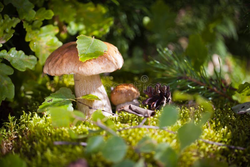 Funghi Comuni Nella Foresta Fotografia Stock - Immagine di lussare ...