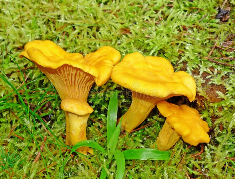 Funghi Del Galletto - Funghi Aetable Fotografia Stock - Immagine di ...