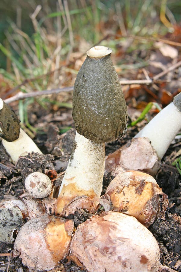 Funghi a forma di staffa fotografia stock. Immagine di isolato - 7233842