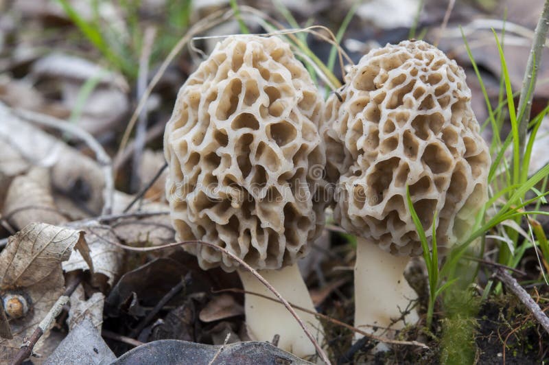 Funghi della spugnola fotografia stock. Immagine di mercato - 55576232