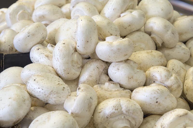 Funghi Di Bottone Bianchi Comuni Immagine Stock - Immagine di ...