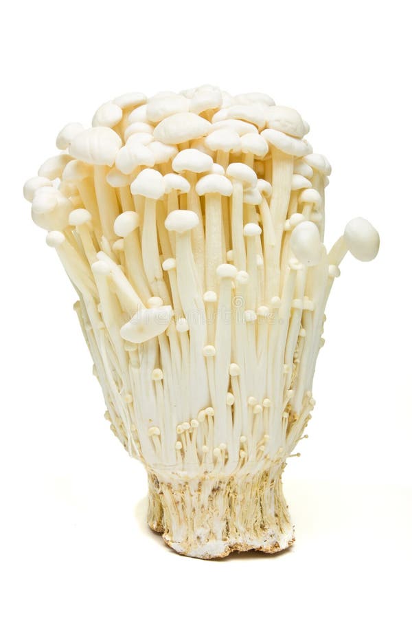 Funghi di Enoki immagine stock. Immagine di basso, nave - 15887333