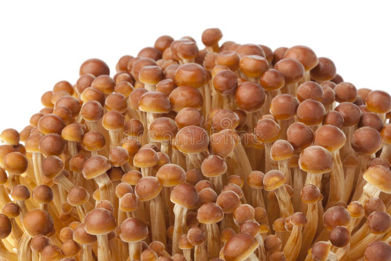 Funghi dorati di Enoki fotografia stock. Immagine di dorato - 22326260