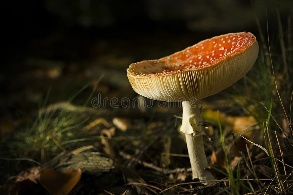 Funghi in the forest stock image. Image of ground, leaves - 47097221