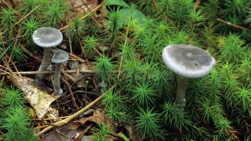 Funghi grigi immagine stock. Immagine di verde, crescere - 107256801