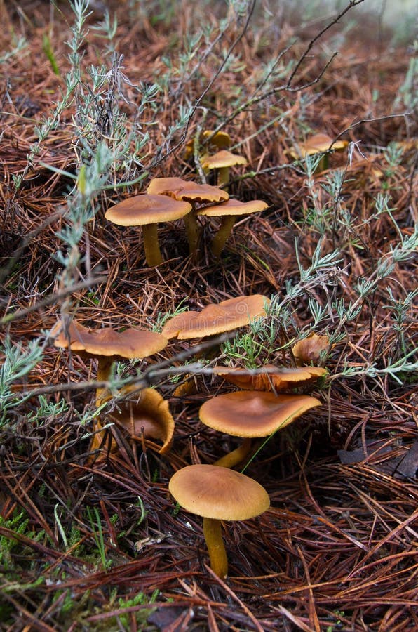 Funghi in Pino Forest Floor Fotografia Stock - Immagine di pini ...