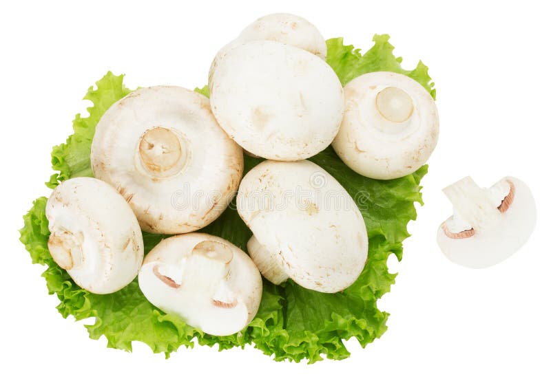 Funghi Prataioli Isolati Sui Precedenti Bianchi Immagine Stock ...