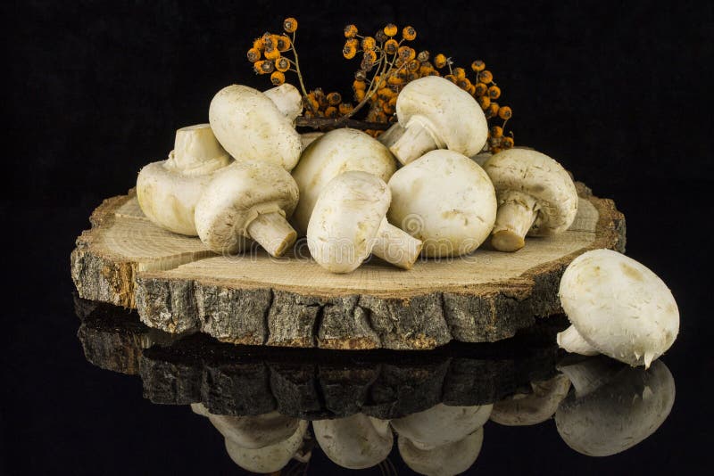 Funghi Su Un Ceppo Di Albero Immagine Stock - Immagine di vegetariano ...