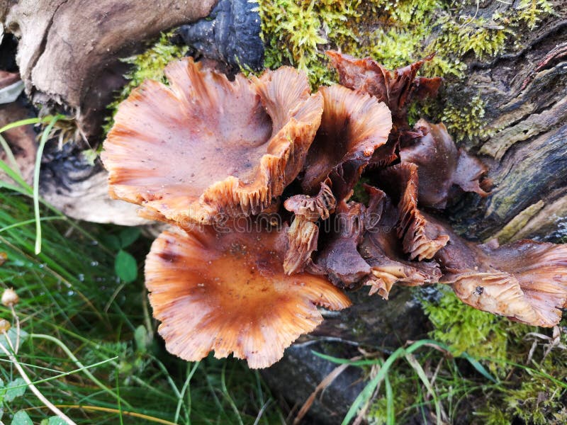 Funghi stock image. Image of nature, outdoors, wild - 130063325