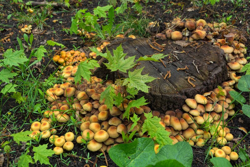 Funghi Vicino Al Vecchio Ceppo Immagine Stock - Immagine di albero ...