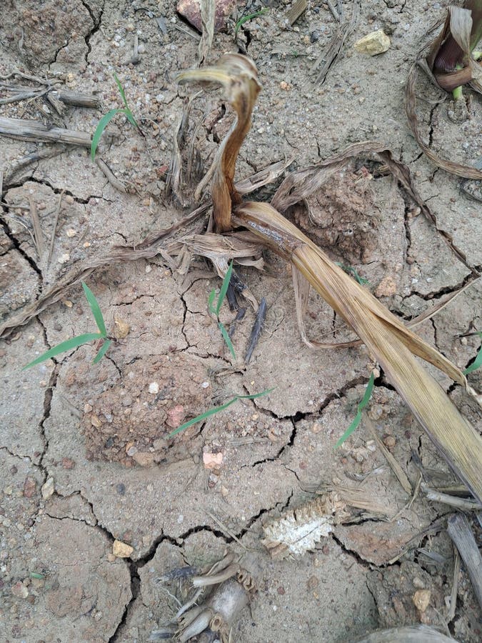 Fungi attack on dead crop stock image. Image of wildlife - 372865839