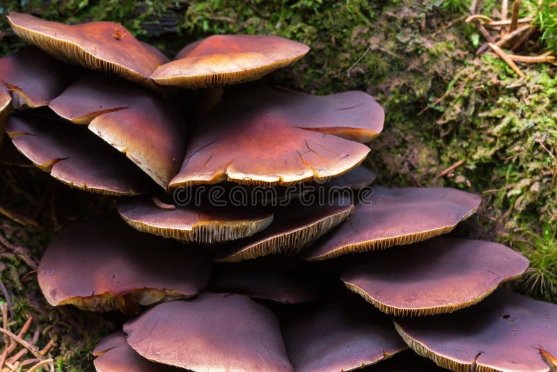 Fungi Chestnut brittlestem stock image. Image of brittlestem - 72781697