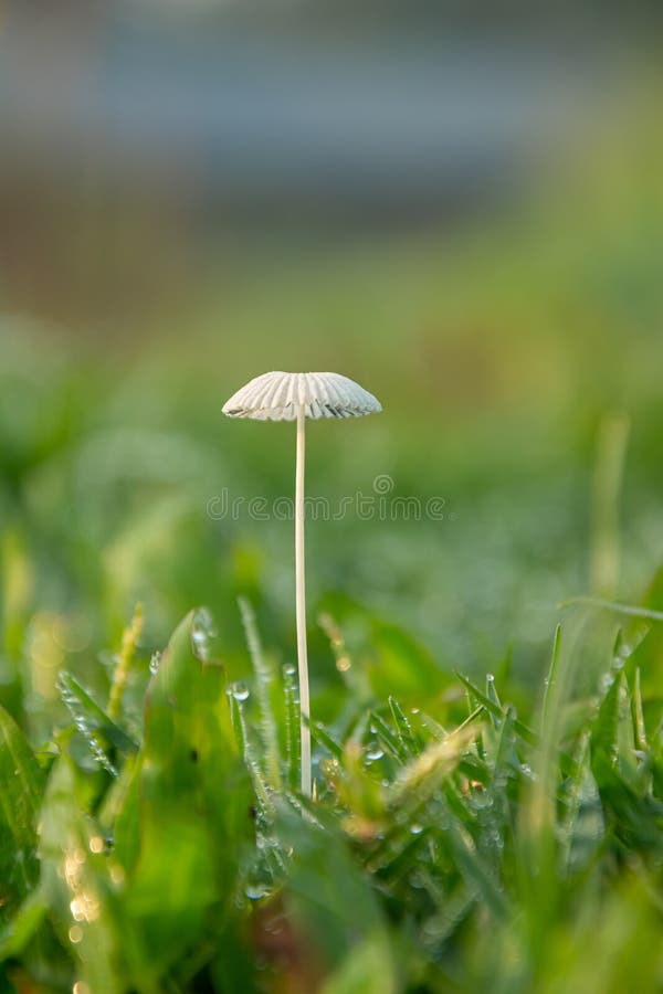 Fungi stock photo. Image of cooking, bacterium, micro - 278328132