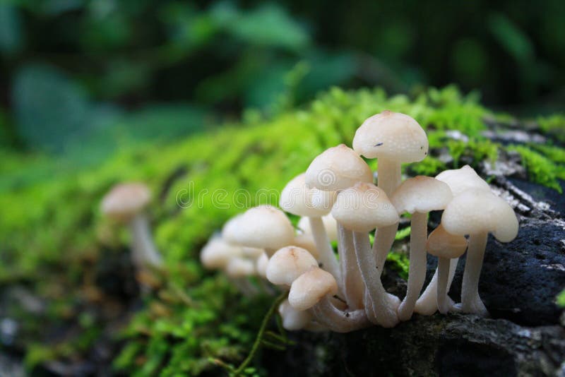 White Mushroom clump stock photo. Image of biology, diversity - 48892940