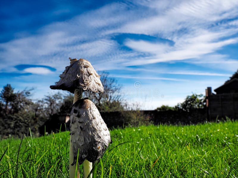 Fungi and Fallstreak stock photo. Image of toadstools - 115763056