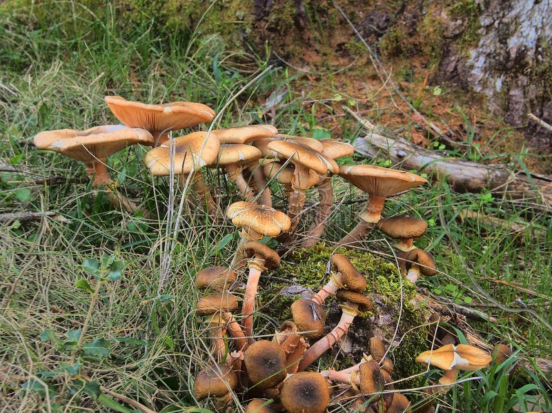 Fungi on Forest Floor stock image. Image of floor, mushroom - 46011285