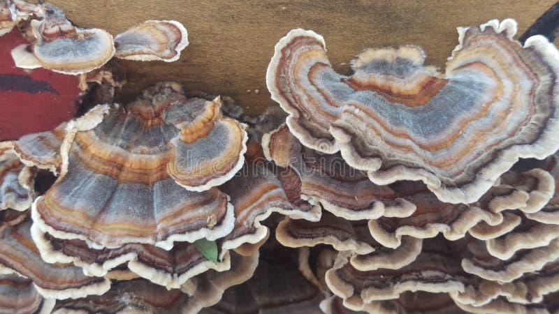 Fungi stock image. Image of fungus, fungi, mushroom, bench - 64945935