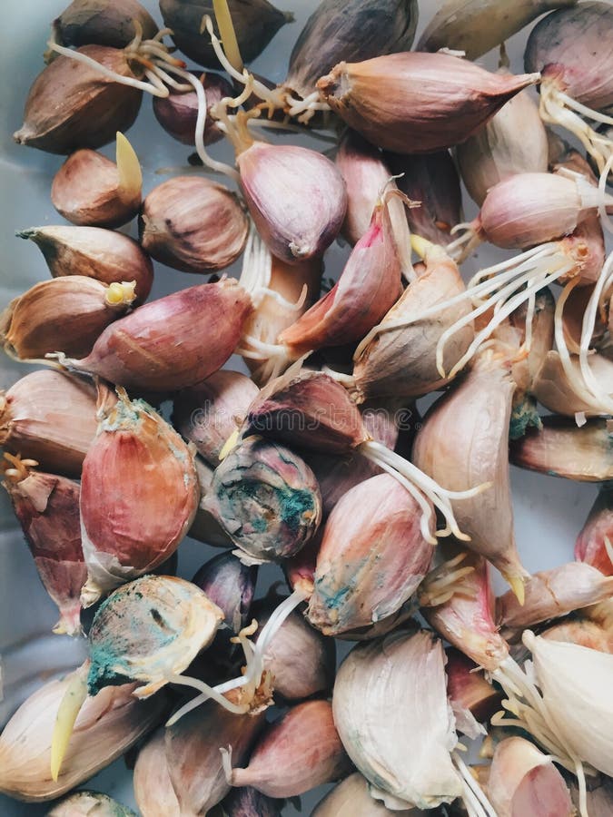 Fungi stock image. Image of diagram, fungal, botany, chitin - 55383905