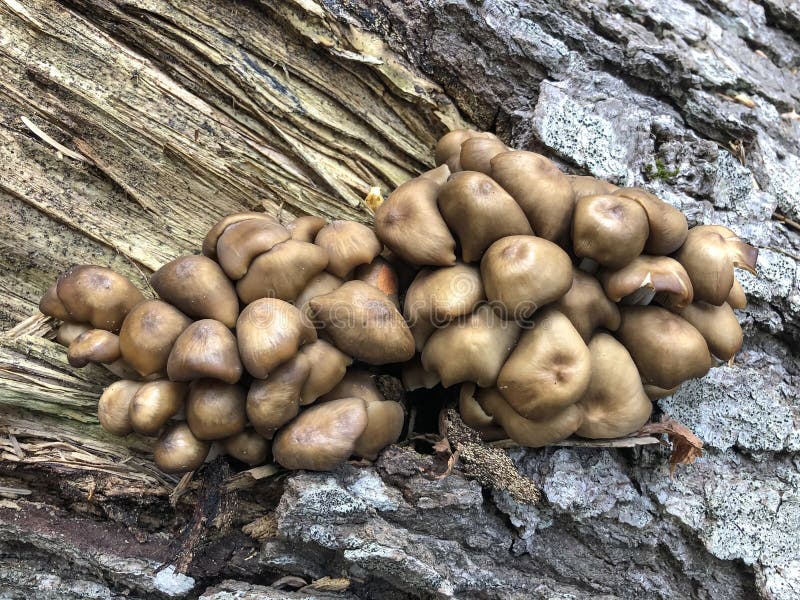 Fungi that Grow on Tree Rot Stock Photo - Image of parasitic, grow ...
