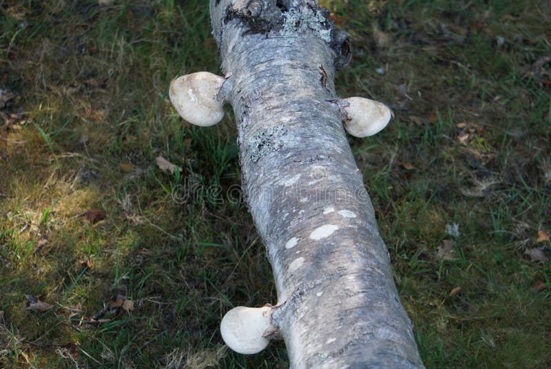 571 Protruding Tree Branch Stock Photos - Free & Royalty-Free Stock ...