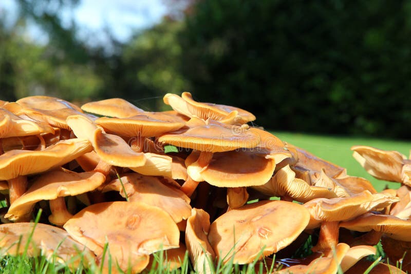 Fungi Growing on a log stock image. Image of australia - 223960819