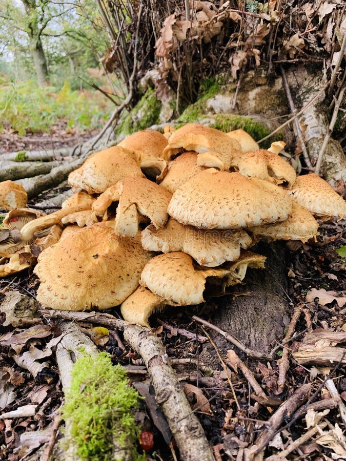 Fungi growing on heathland stock image. Image of headley - 166329463