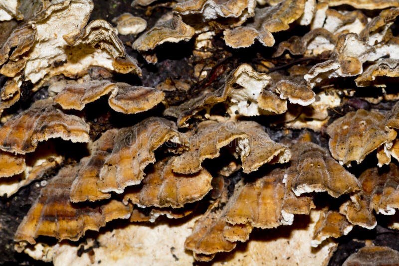 Fungi Growing on an Old Log Stock Photo - Image of texture, fungi ...