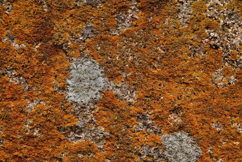 Fungi Growing on Rock Surface. Stock Photo - Image of rock, lichen ...
