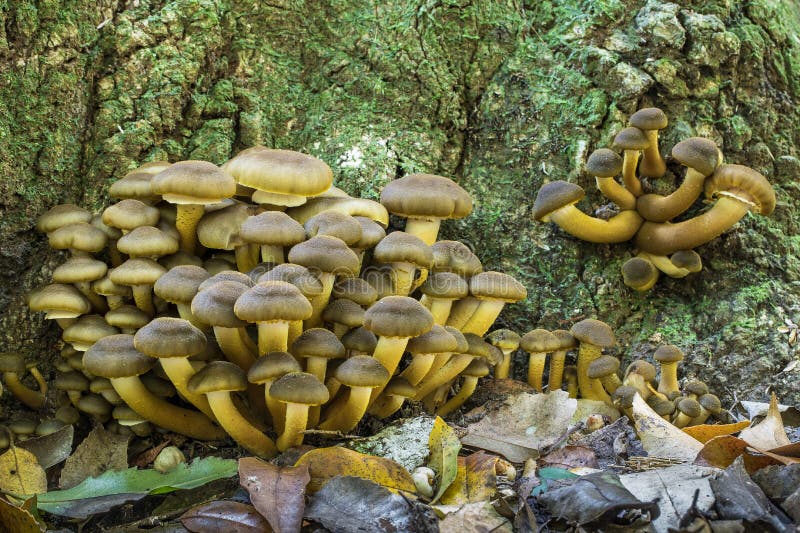Toadstools stock image. Image of nature, growing, toadstools - 192519585