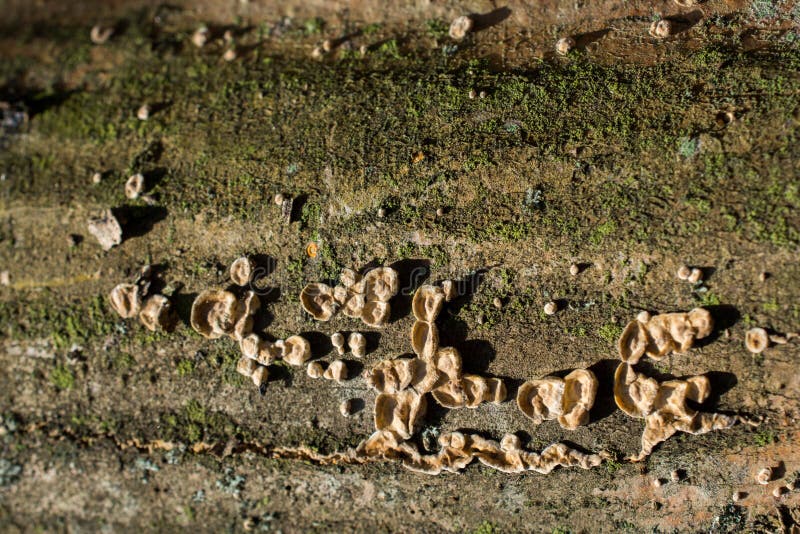 Fungi Growing on a Tree Trunk Stock Photo - Image of cooking, knot ...
