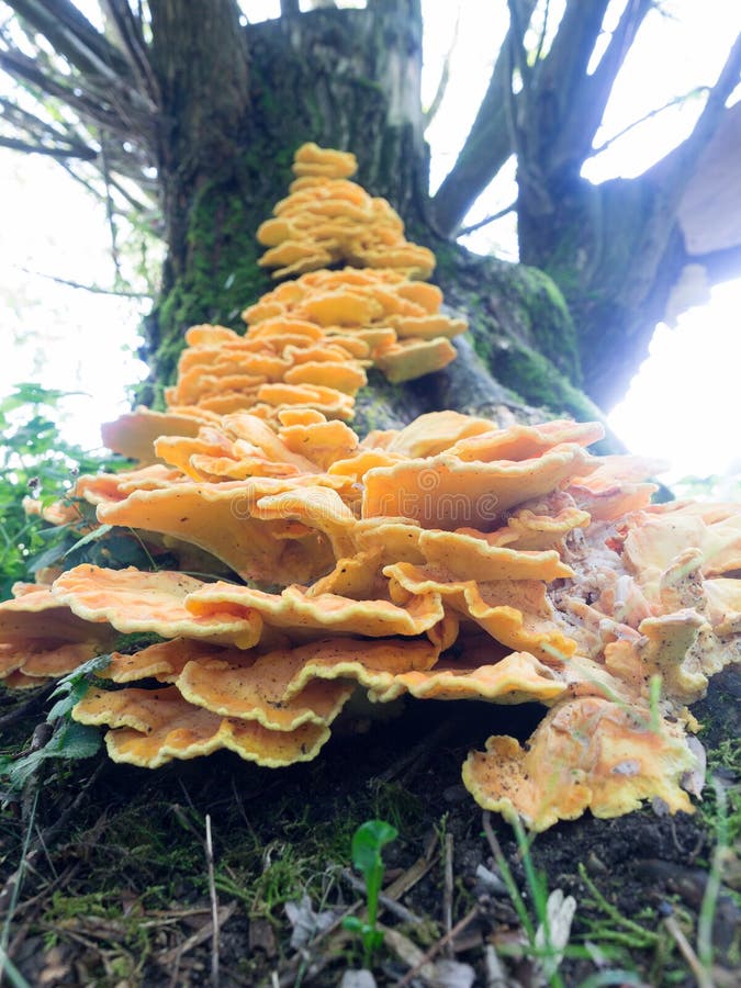 Fungi growing on a tree stock photo. Image of bavarian - 44165132