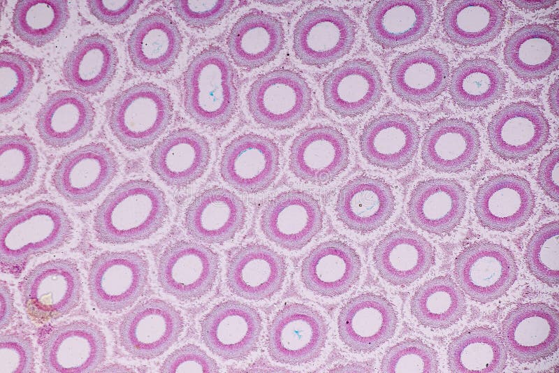 Fungal Cell Under Microscope