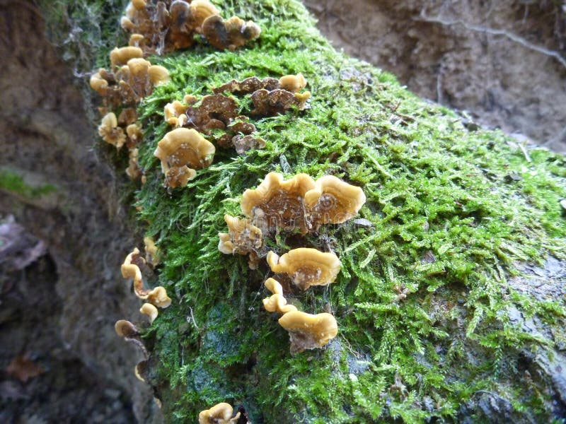 Fungi and Moss on a Rotten Wood Stock Photo - Image of growing, fungus ...