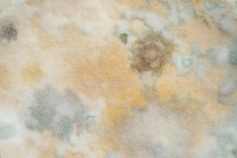 Fungi Mould Surface Background Stock Photo - Image of background ...