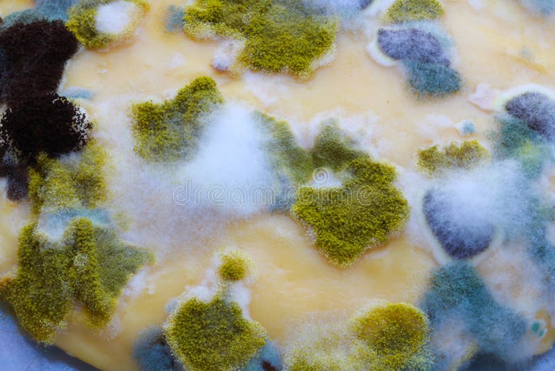 The Fungus on the Food Contains Bacteria and Germs Stock Photo - Image ...