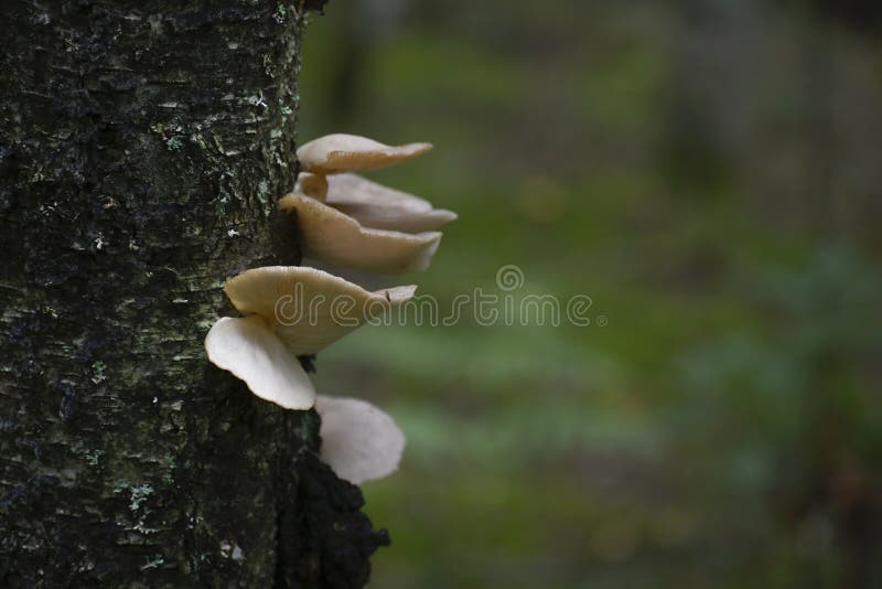 Fungi Parasitizing on Tree Trunks. Light Mushrooms on the Dark Bark of ...