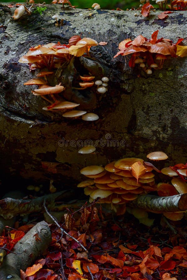 Fungi Patterns on Tree stock image. Image of fungi, season - 356940131