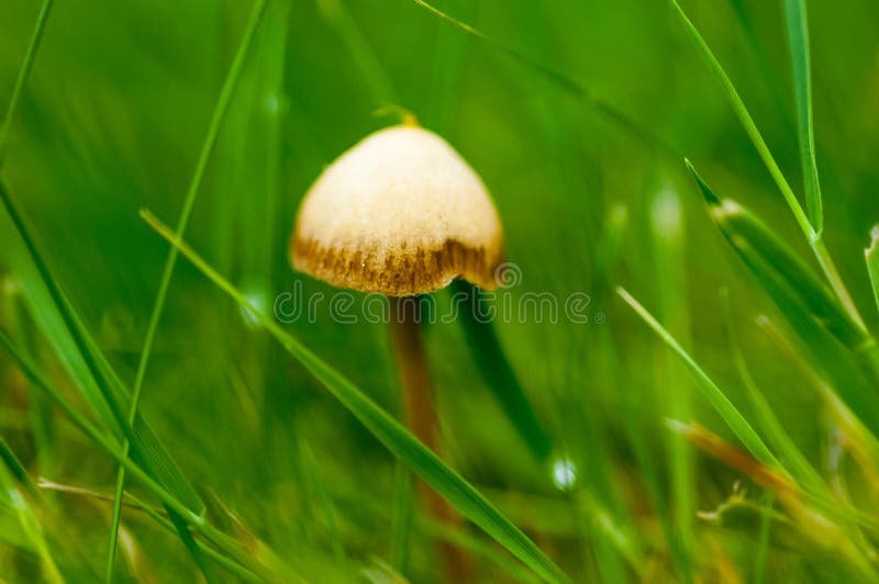 Fungi Portrait Honey Fungus Stock Photo - Image of portrait, armillaria ...