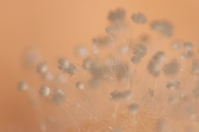 Fungi,Rhizopus Bread Mold Under the Microscope. Stock Photo - Image of ...