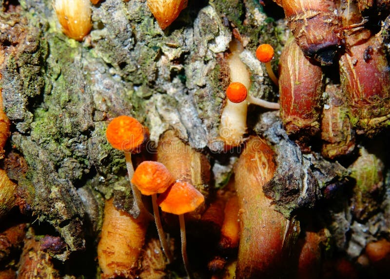 Fungi stock photo. Image of fungi, tree, association - 77341152